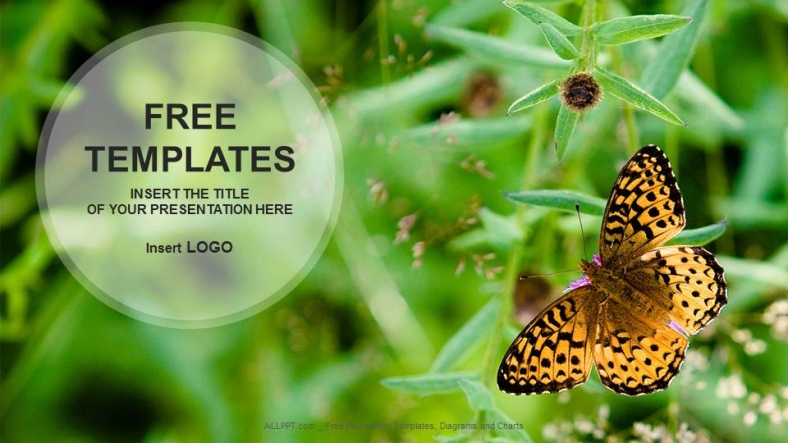 insect Powerpoint templates and Google Slides themes -Slidego
