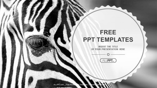Monochromatic image of a the face of a zebra close up PowerPoint ...