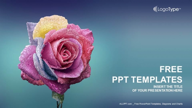 Multi Colors Rose PowerPoint Templates - Powerpoint and google slides ...