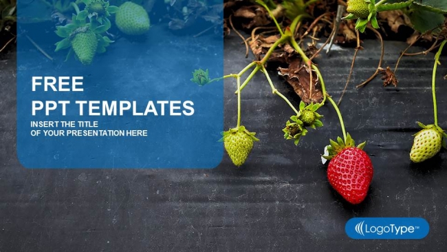 strawberry Powerpoint templates and Google Slides themes -Slidego