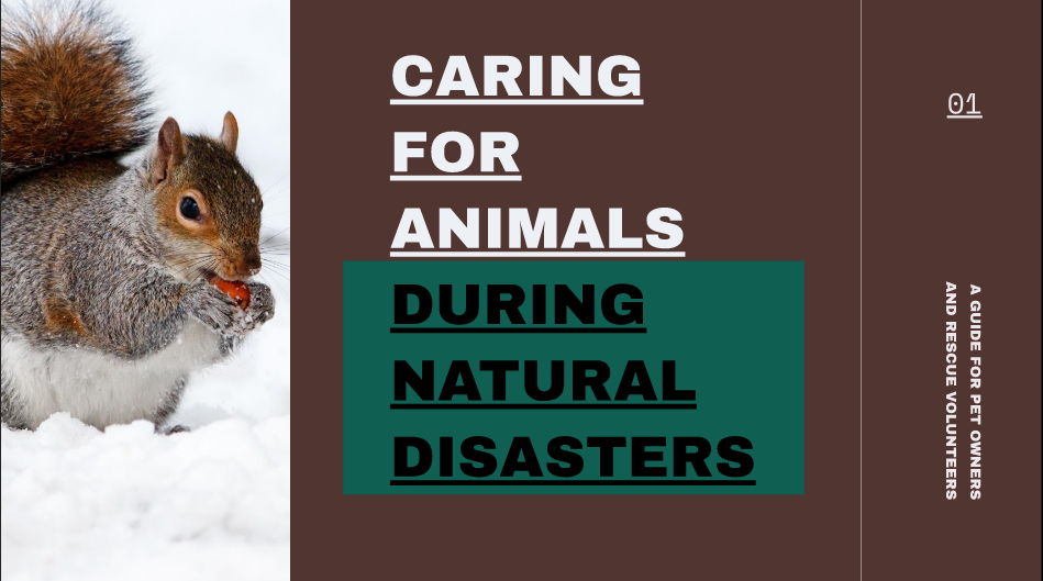 Caring for Animals During Natural Disasters - Slidesgo templates